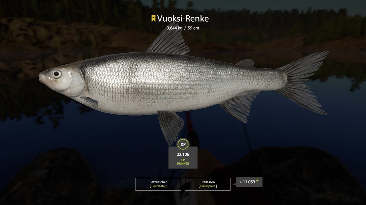Russian Fishing 4 ★ 冠軍武克希白鮭(Trophy Vuoksa Whitefish, 3.644kg)[20200212 ...