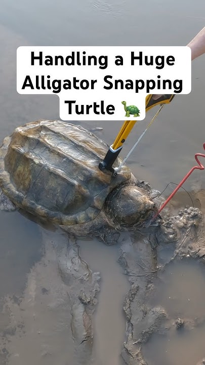 Handling a Huge Alligator Snapping Turtle! #fishing #turtle - YouTube