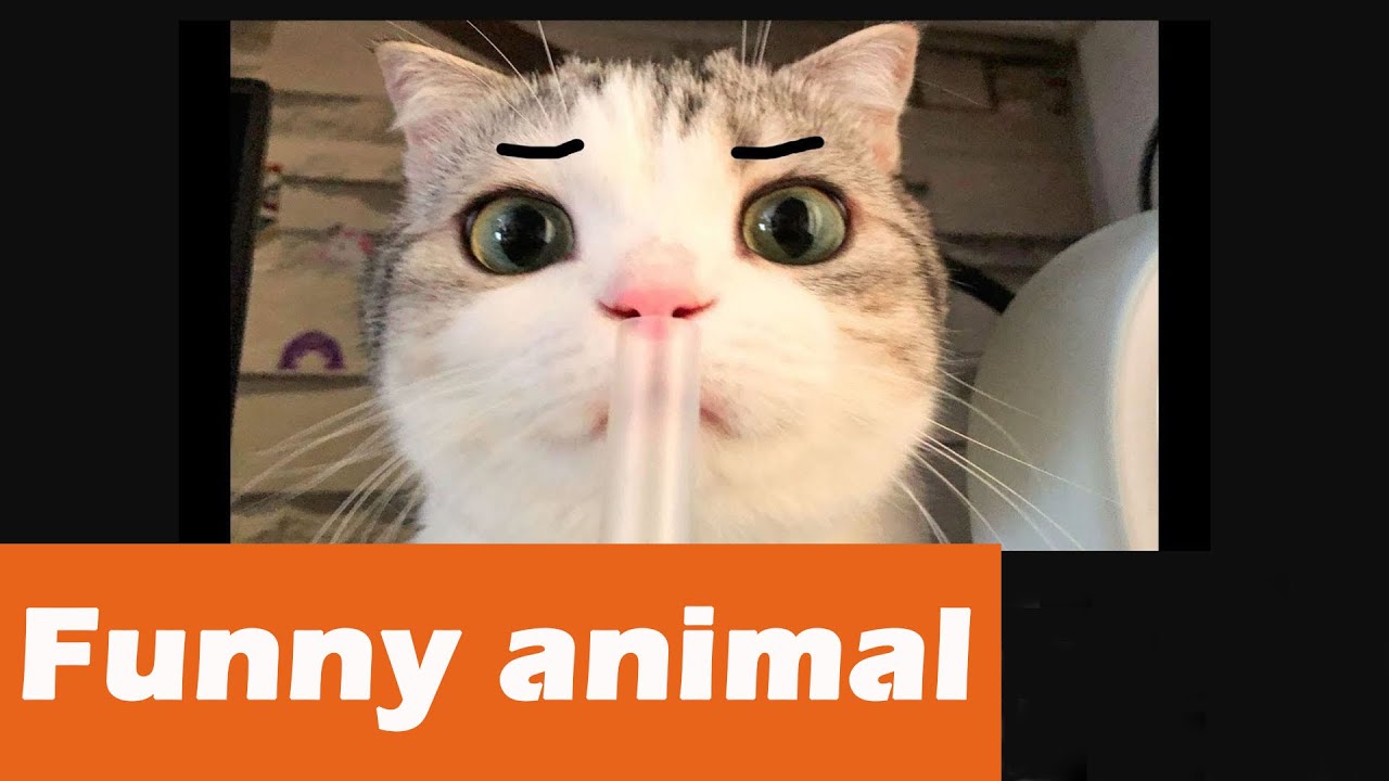 Funny animals | Funniest animals` life compilation - YouTube