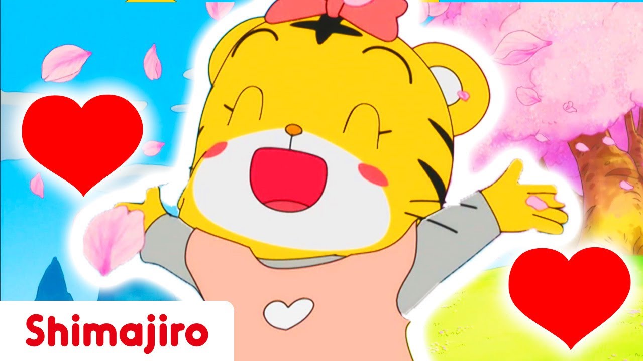 Looking for cherry blossoms! | Shimajiro and his family goes on an ...