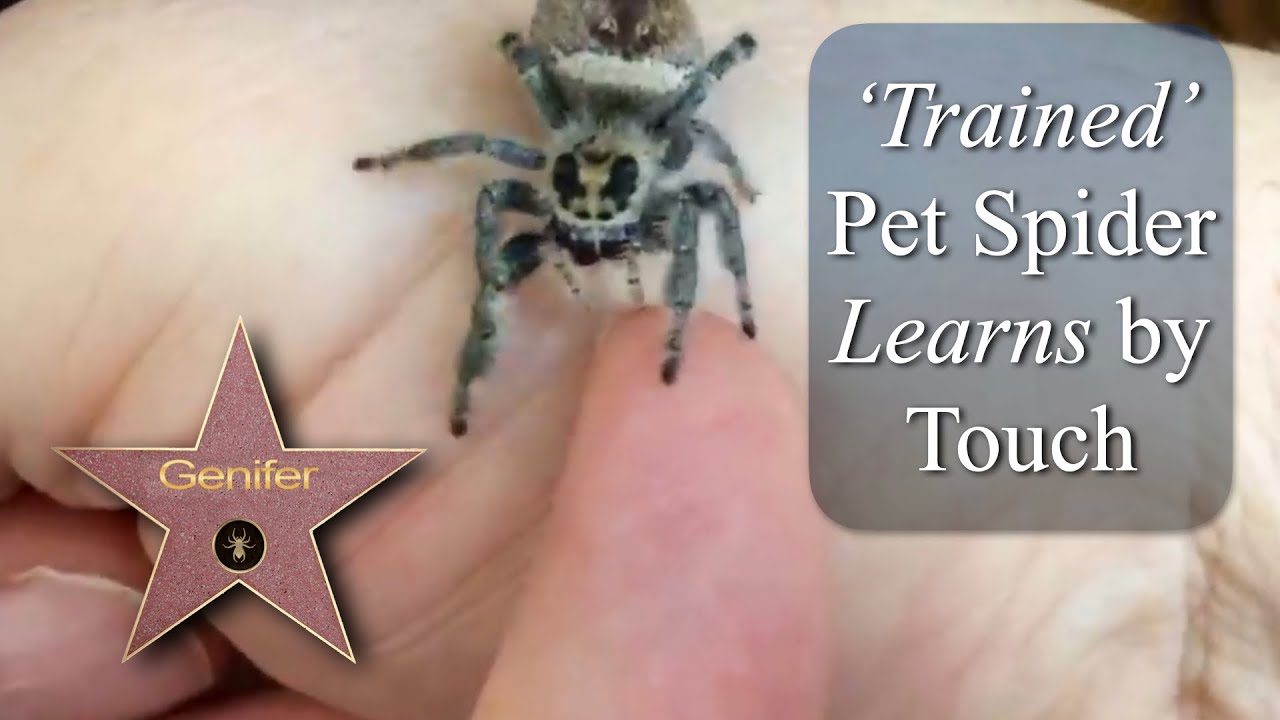 Genifer the Trained High Five Pet Jumping Spider Learns by Touch - YouTube