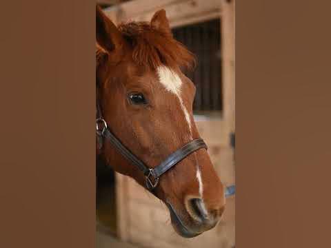 Do you like horses? - YouTube