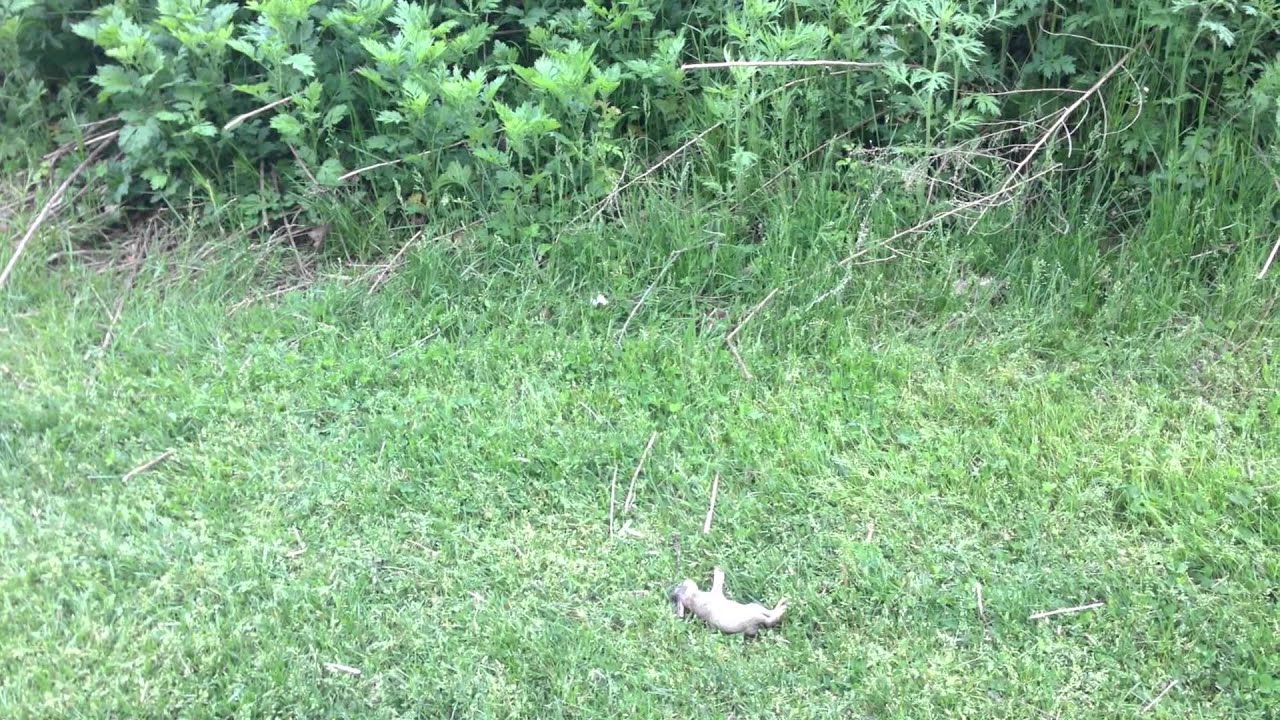 Stoat--rabbit killer - YouTube