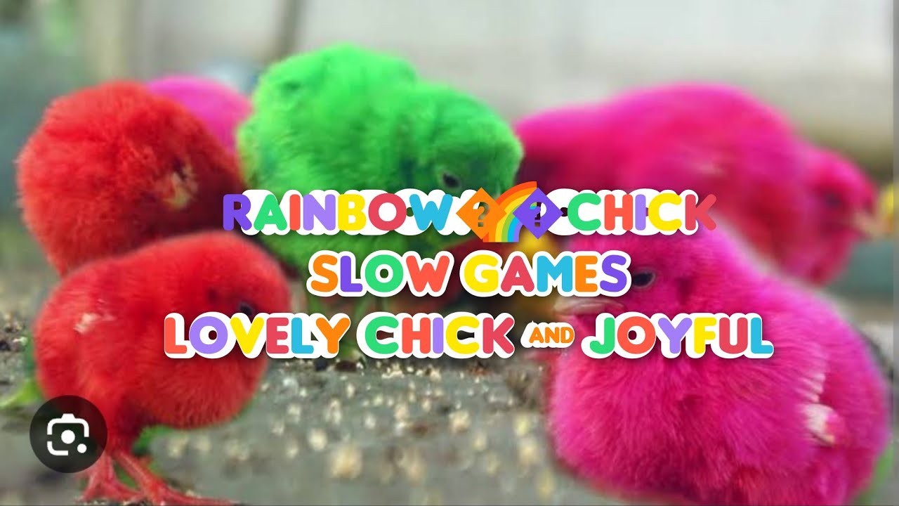 Chick rainbow COLOUR CHICKS | colour chicken babys | Hens Chicks ...