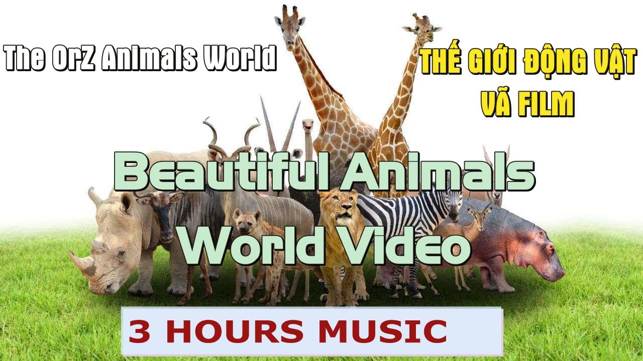 3 HOURS Beautiful Animals World Video 🍀 Relaxing Sleeping Music - YouTube