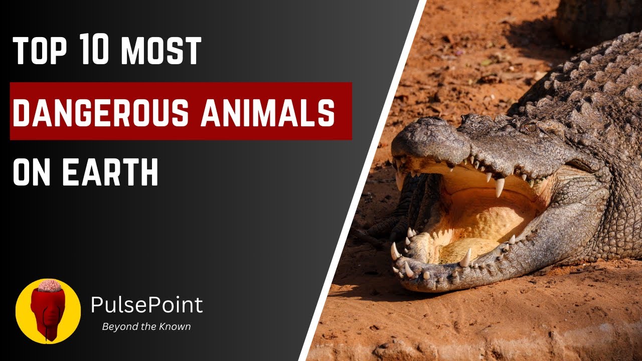 Top 10 Most Dangerous Animals in the World: Deadliest Creatures ...