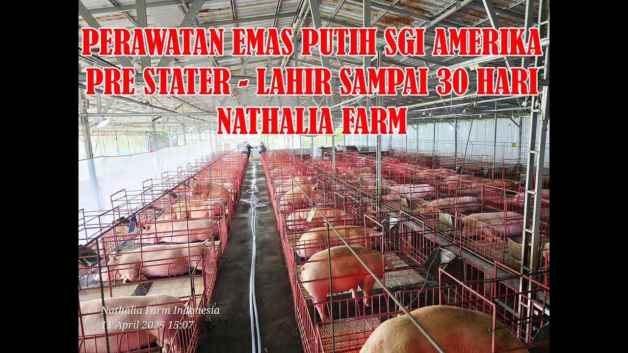 PERAWATAN EMAS PUTIH PRE STATER NATHALIA FARM - YouTube