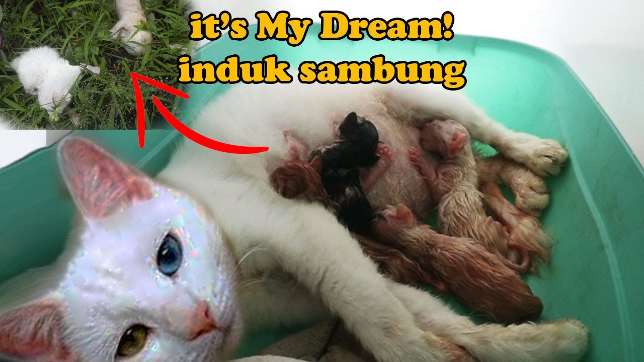 KUCING ODD EYE MELAHIRKAN | Anaknya mata odd eye juga GAK? - YouTube