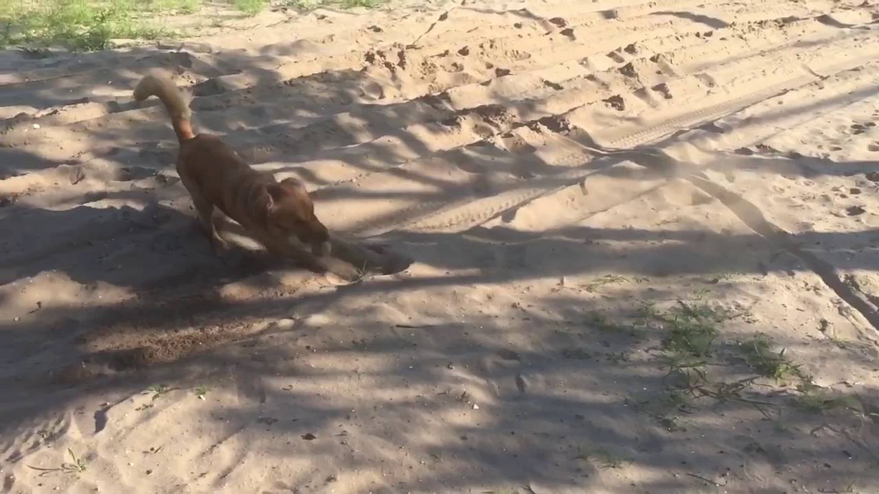 Dog face plants - YouTube