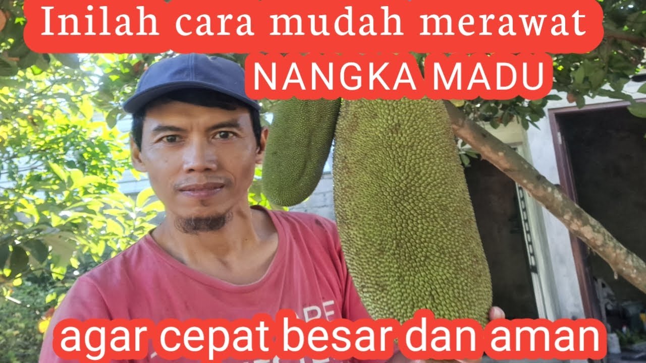 Inilah Cara Merawat Nangka Madu Agar Cepat Besar Dan Aman Youtube