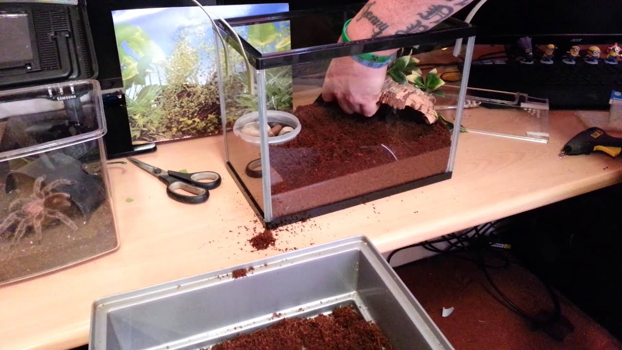 Setting up my tarantula's new enclosure (chilean rose) - YouTube