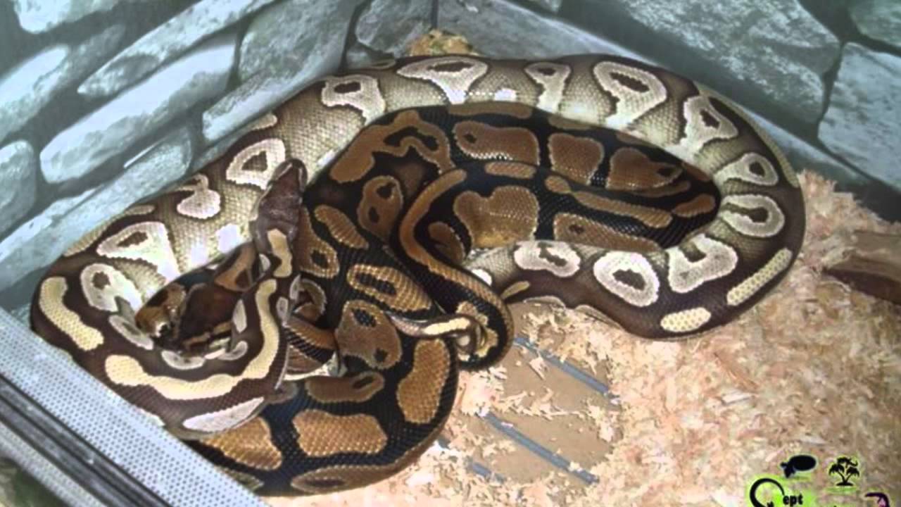 fiche élevage python regius - YouTube