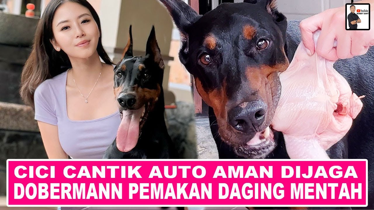 Auto Aman : Cici Cantik Dijaga Anjing Dobermann Pemakan Daging Mentah ...