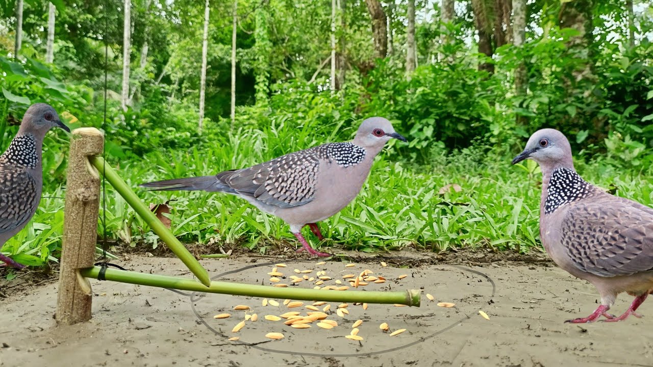 Dove Hunter, How can I Make Dove Trap Vary easy - YouTube