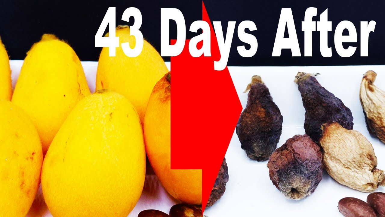 The Rotting Loquats Timelapse!!! - YouTube