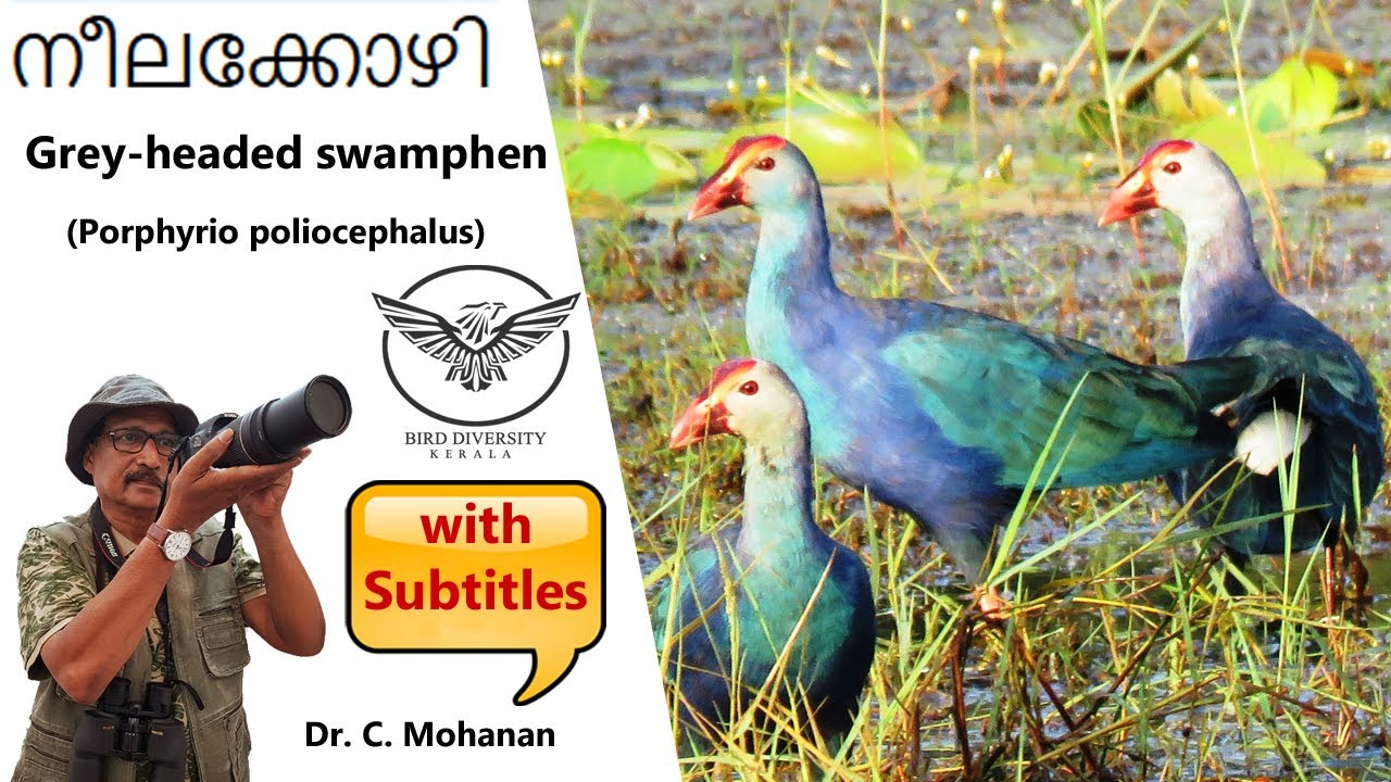 Grey-headed Swamphen | Neela Kozhi | Purple Swamphen | Birds In ...