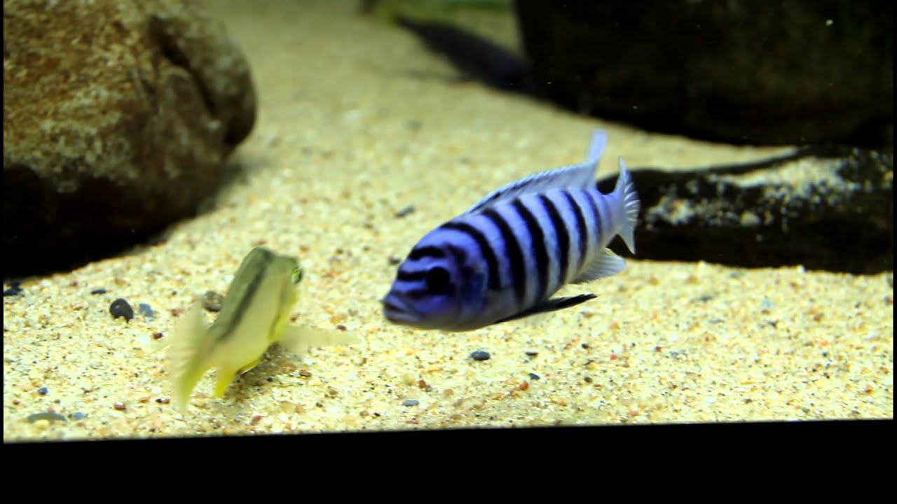 Metriaclima sp. "Zebra Chilumba" (Maison Reef) feeding - YouTube
