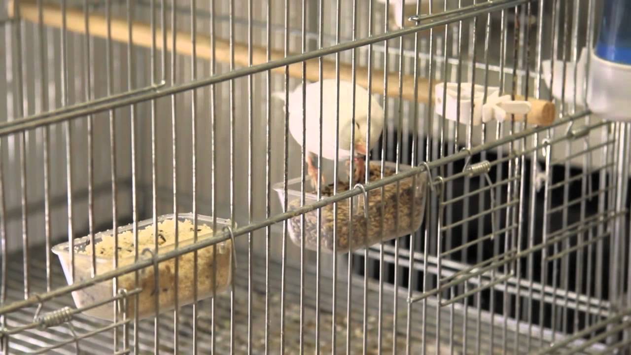 Alimentazione Invernale dei Canarini - YouTube