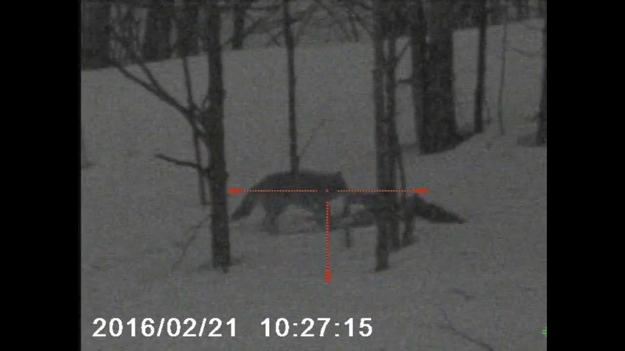 Night Time Predator Hunting In Michigan - YouTube