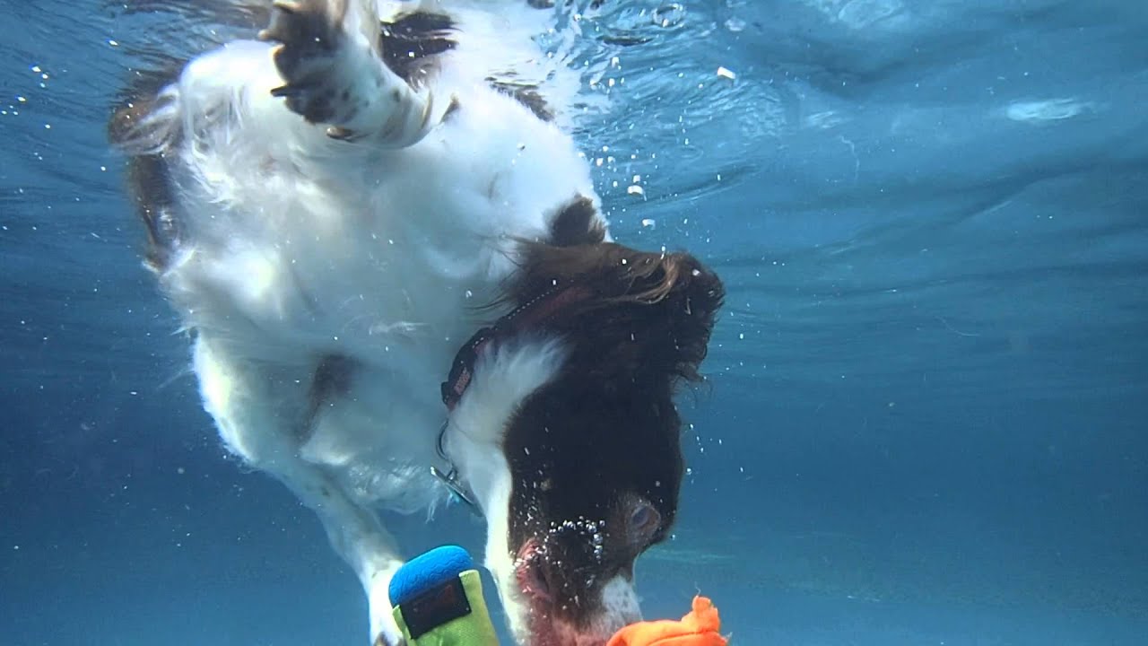 Springer Spaniel Frieda dives underwater in swimming pool for dog toys ...