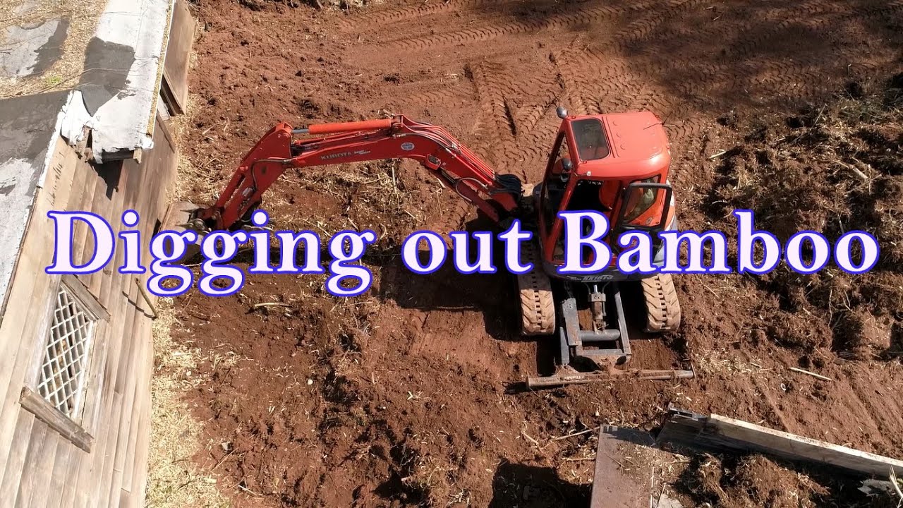 Digging Out Bamboo - YouTube