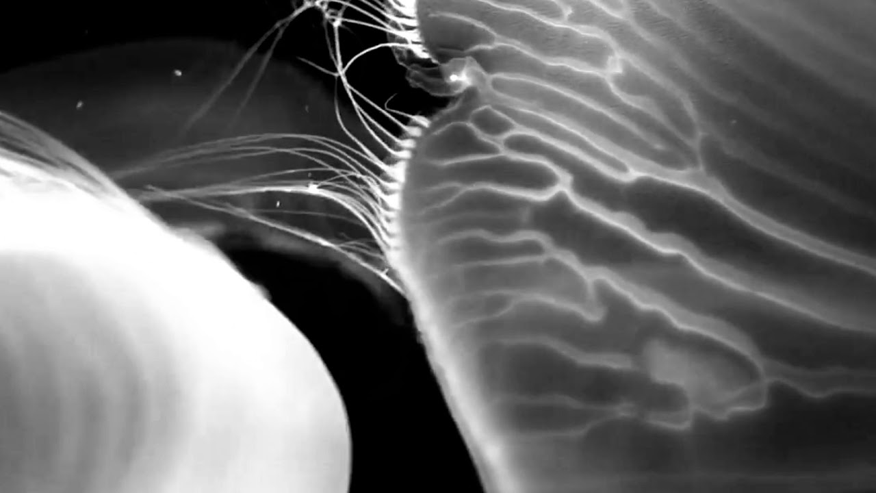 Remembrance - Brendan Bonsack - YouTube