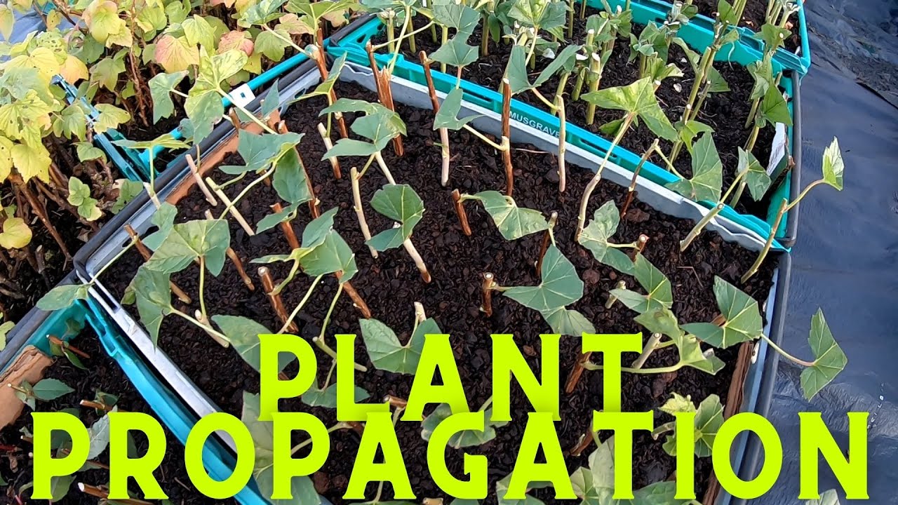Plant Propagation Workshop for our Online Nursery - YouTube