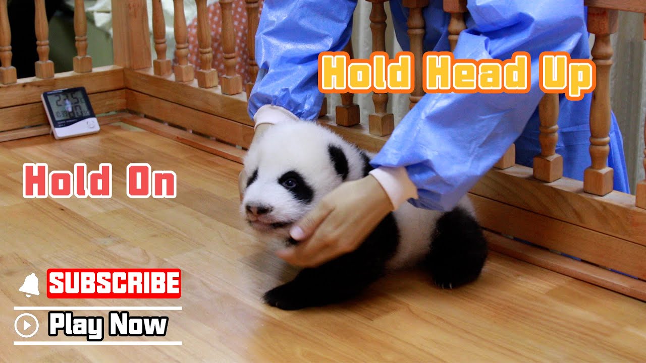 Baby Panda With Poor Head Control | iPanda - YouTube
