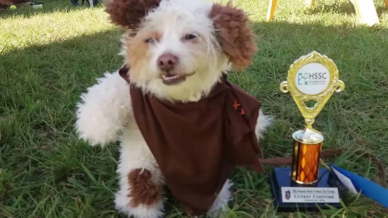 Ewok Dog! Scruffy puppy dressed as an ewok wins cutest costume - YouTube