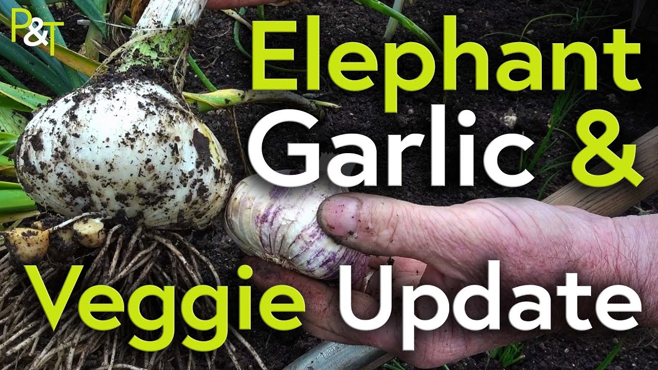 Elephant Garlic and Veg Patch Update - Pots & Trowels - YouTube