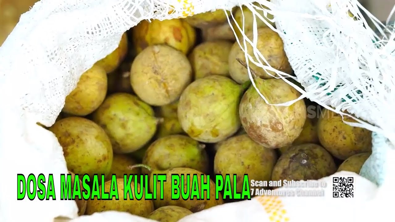 DOSA MASALA KULIT BUAH PALA | JEJAK SI GUNDUL (11/09/23) - YouTube