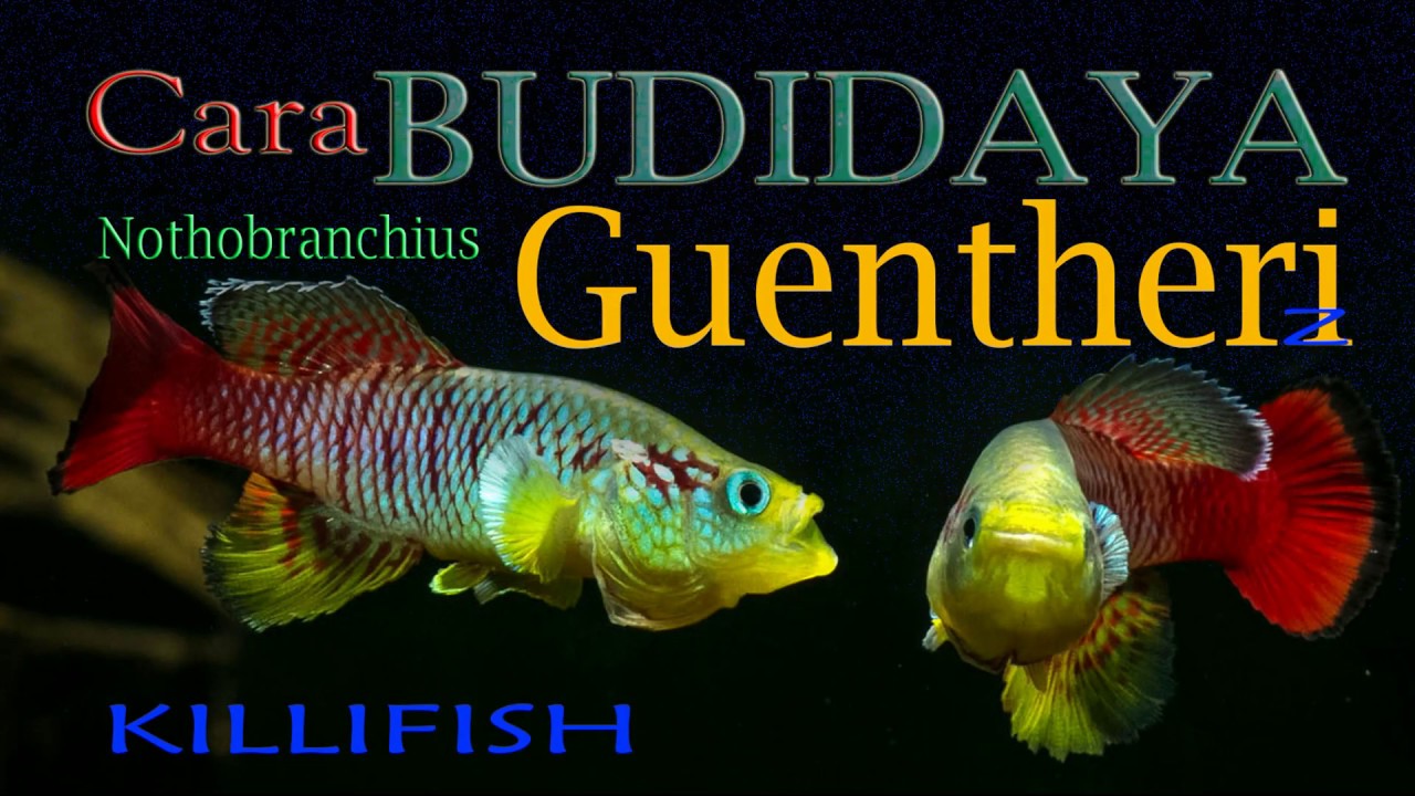 Cara Ternak Killifish NOTHOBRANCHIUS GUENTHERI Z ,Panduan Mudah - YouTube