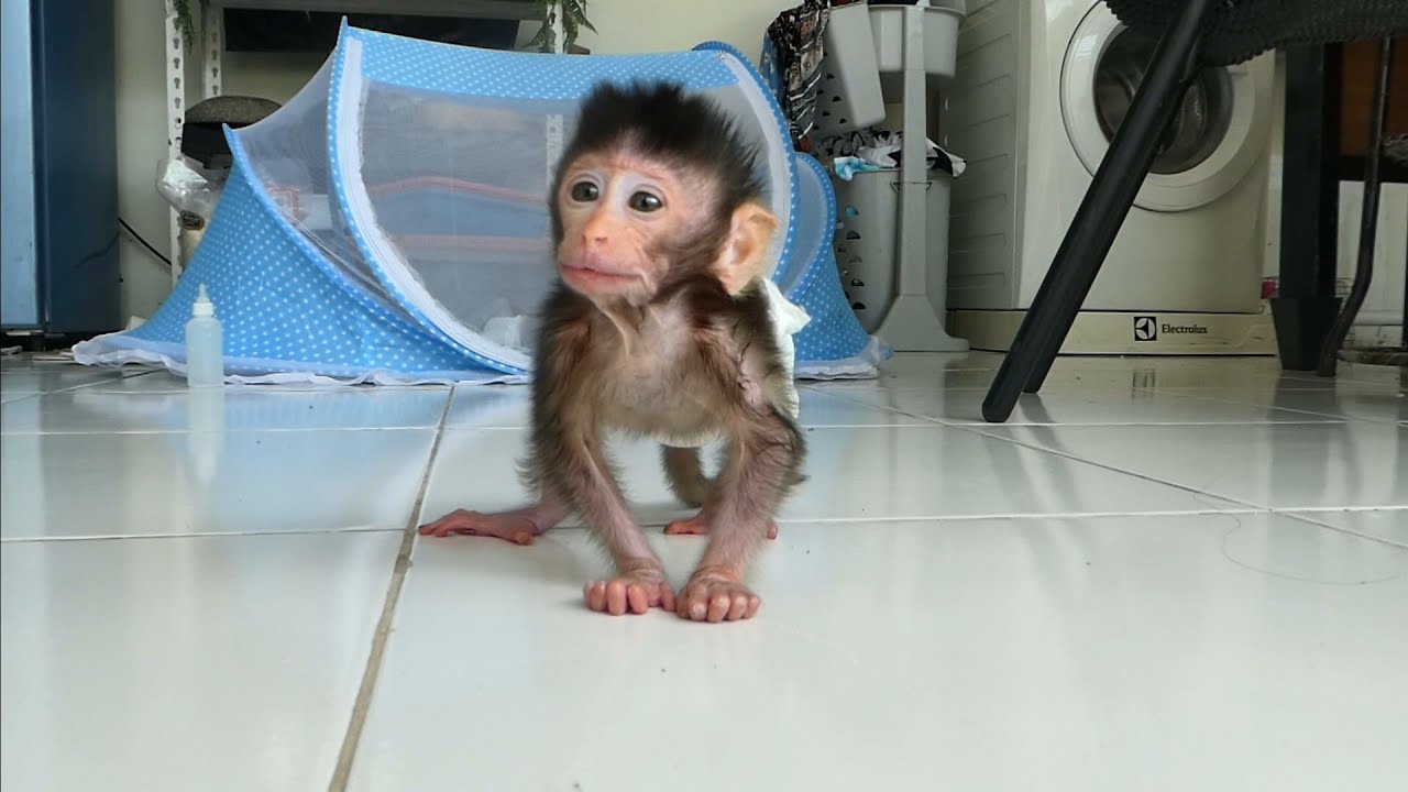 Newborn Baby Monkey Chika learns to walk (CHIRO #145) - YouTube