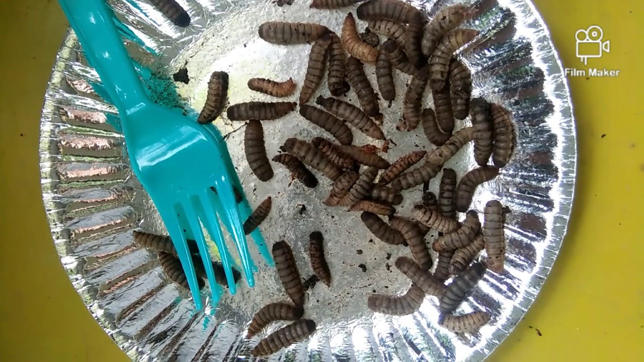 Worms exotic animals - YouTube