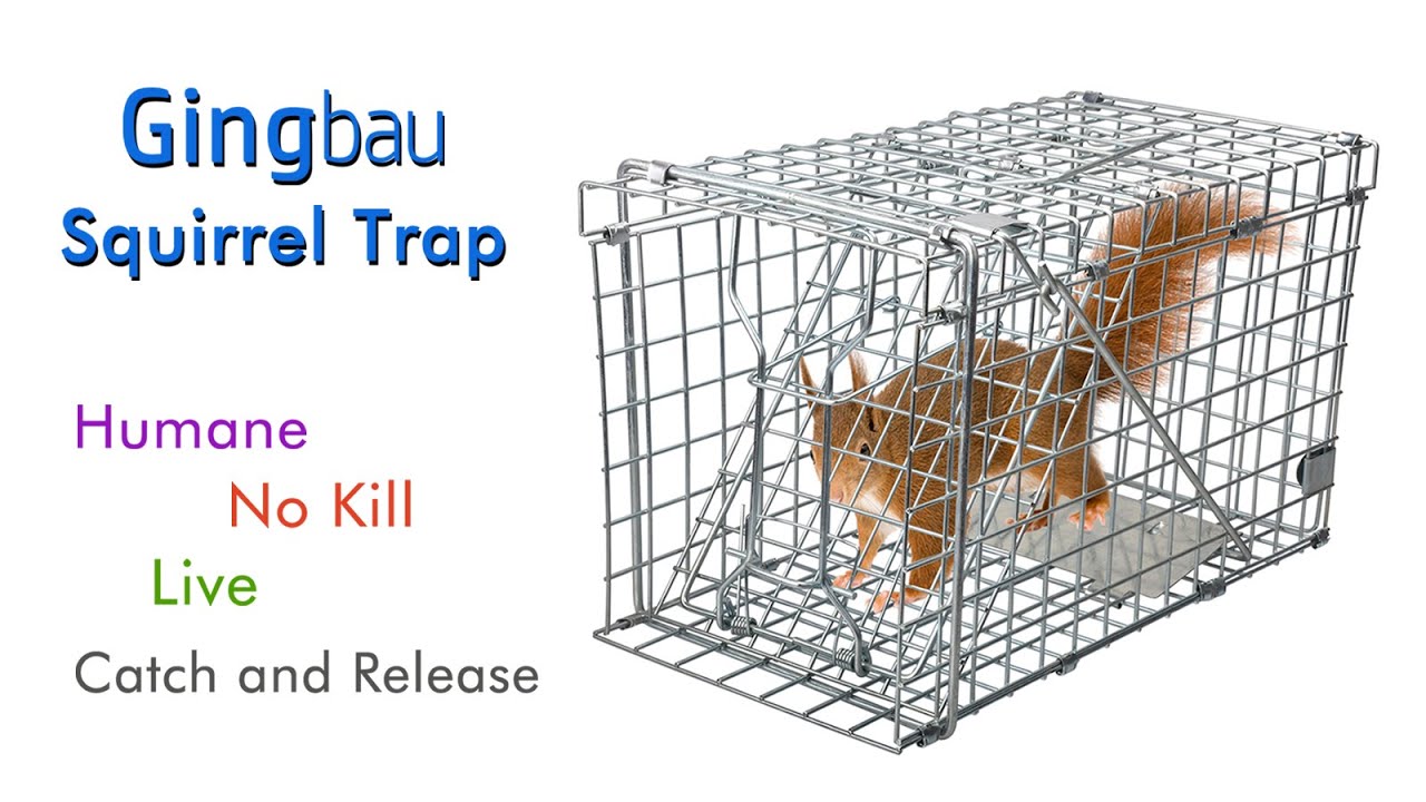 How To Set Up Gingbau Squirrel Trap - YouTube