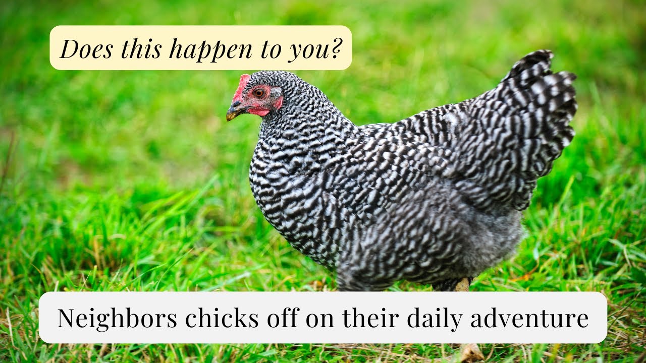 Feathered Friends: Neighbor's Chickens Make Themselves at Home! 🏡 - YouTube