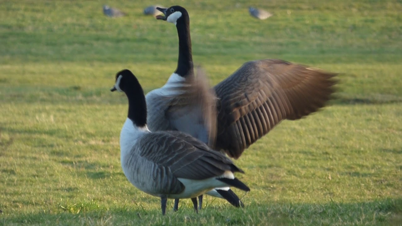 Canada Goose Honking :) - YouTube