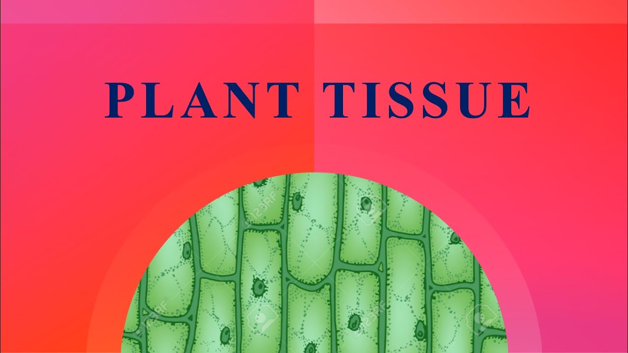 plant tissue || full explanation of plant tissue in 1 video - YouTube