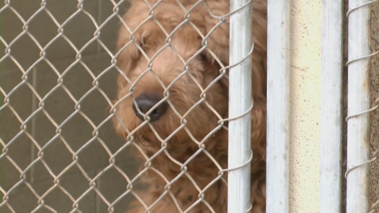 Shelter dogs free to good homes in Battle Ground - YouTube