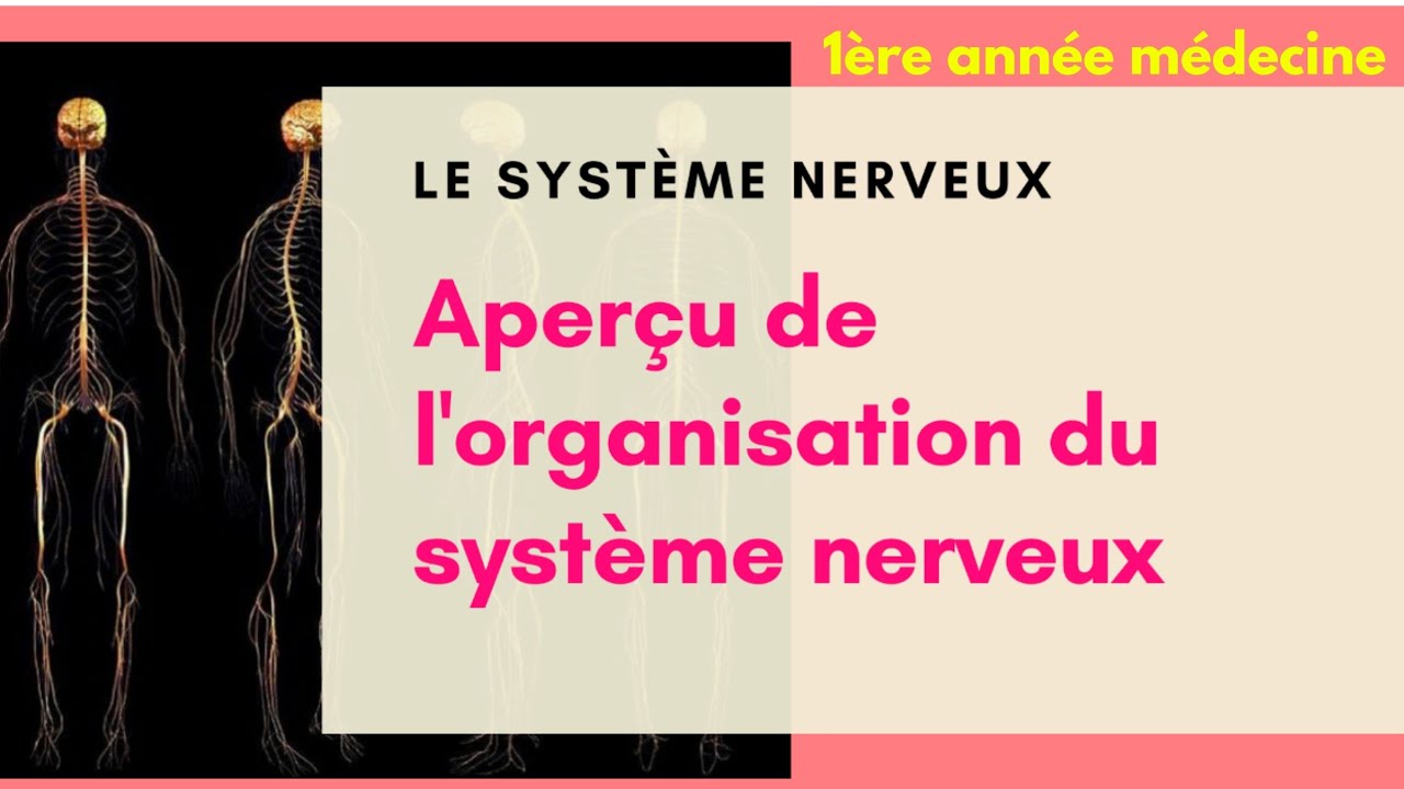 le système nerveux 1-GÉNÉRALITÉS - YouTube