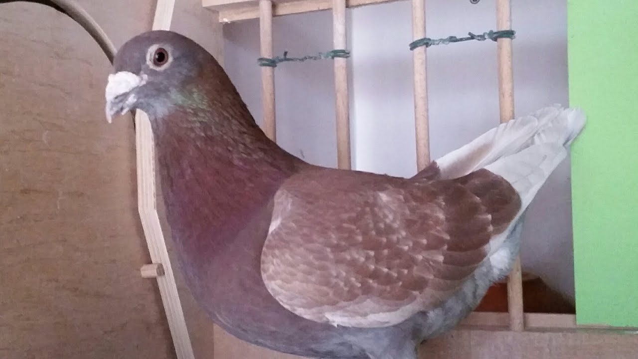 Lockdown Training Toss.. Kalapati - YouTube