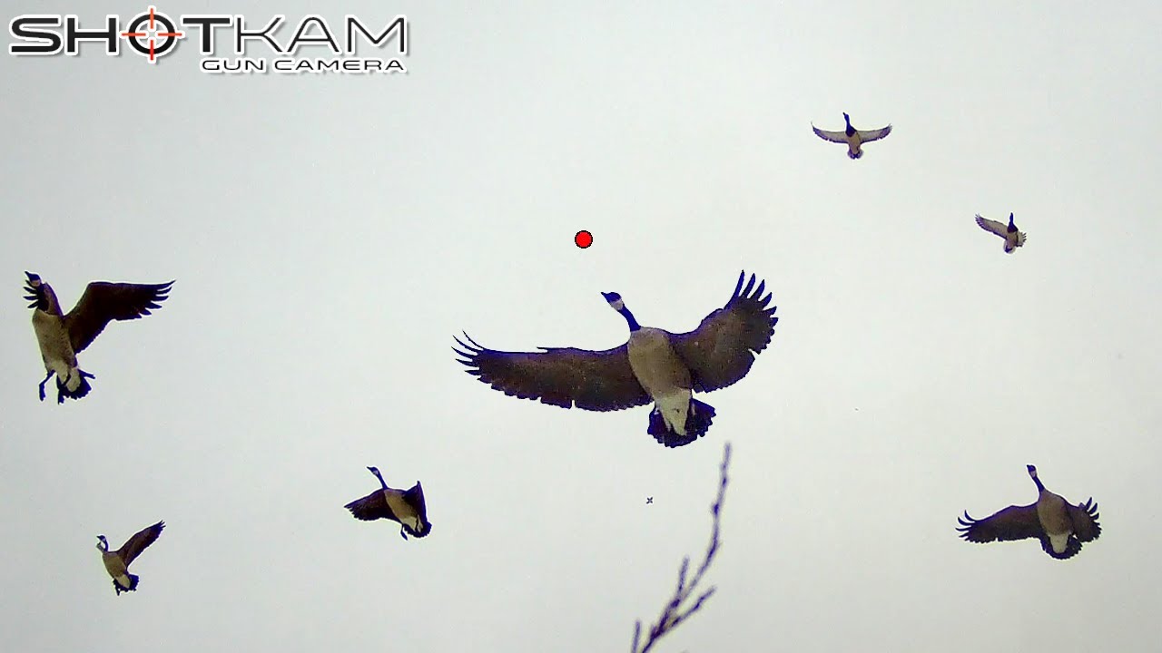 Goose Shooting Shotkam