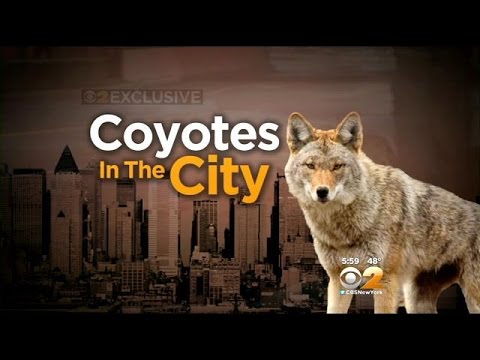 Expert Explains Coyotes' Presence In New York City - YouTube