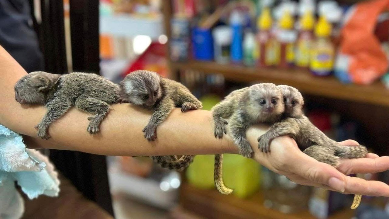 Very Tiny and Adorable Marmoset , Tamarin Monkey - YouTube