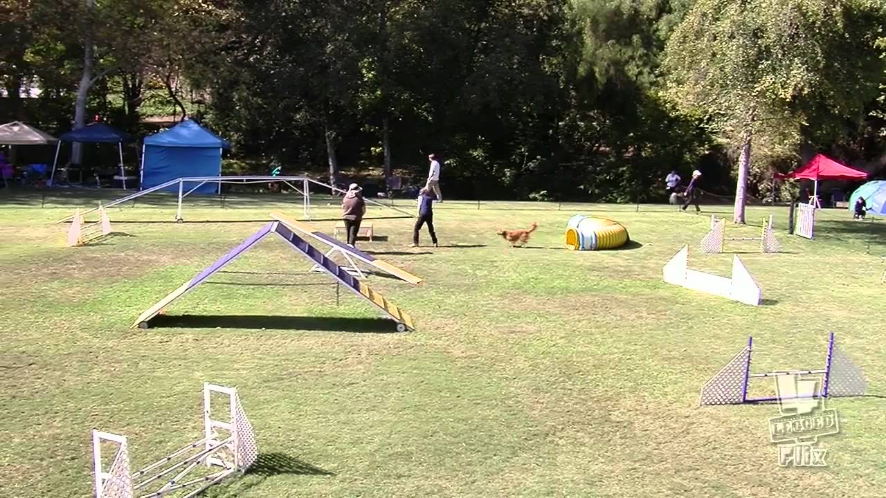 Skye Myers Sat Excellent Standard South Coast Vizsla Club AKC Nov 2011 ...