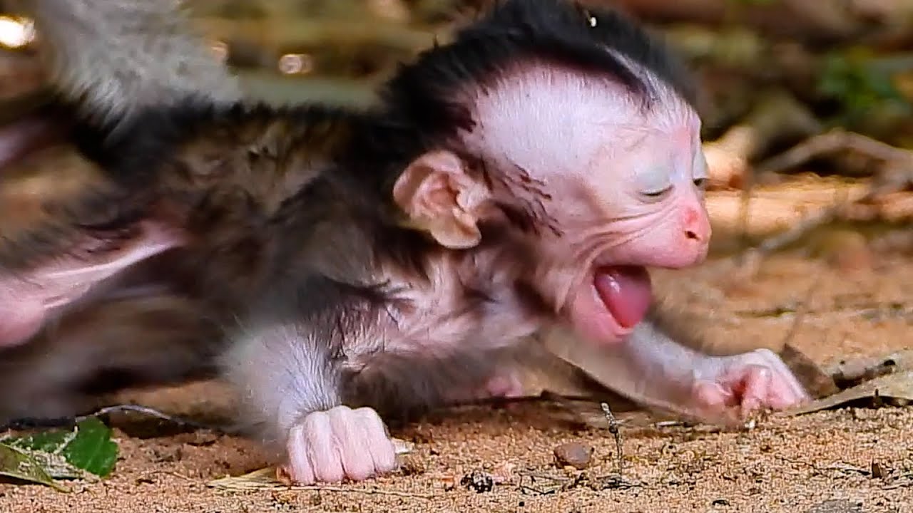 Oh Great ! Need Mom Newborn Crying Lovely Baby Monkey Moonpie. - YouTube