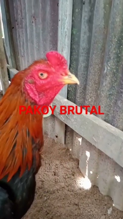 PAKOY BRUTAL - YouTube