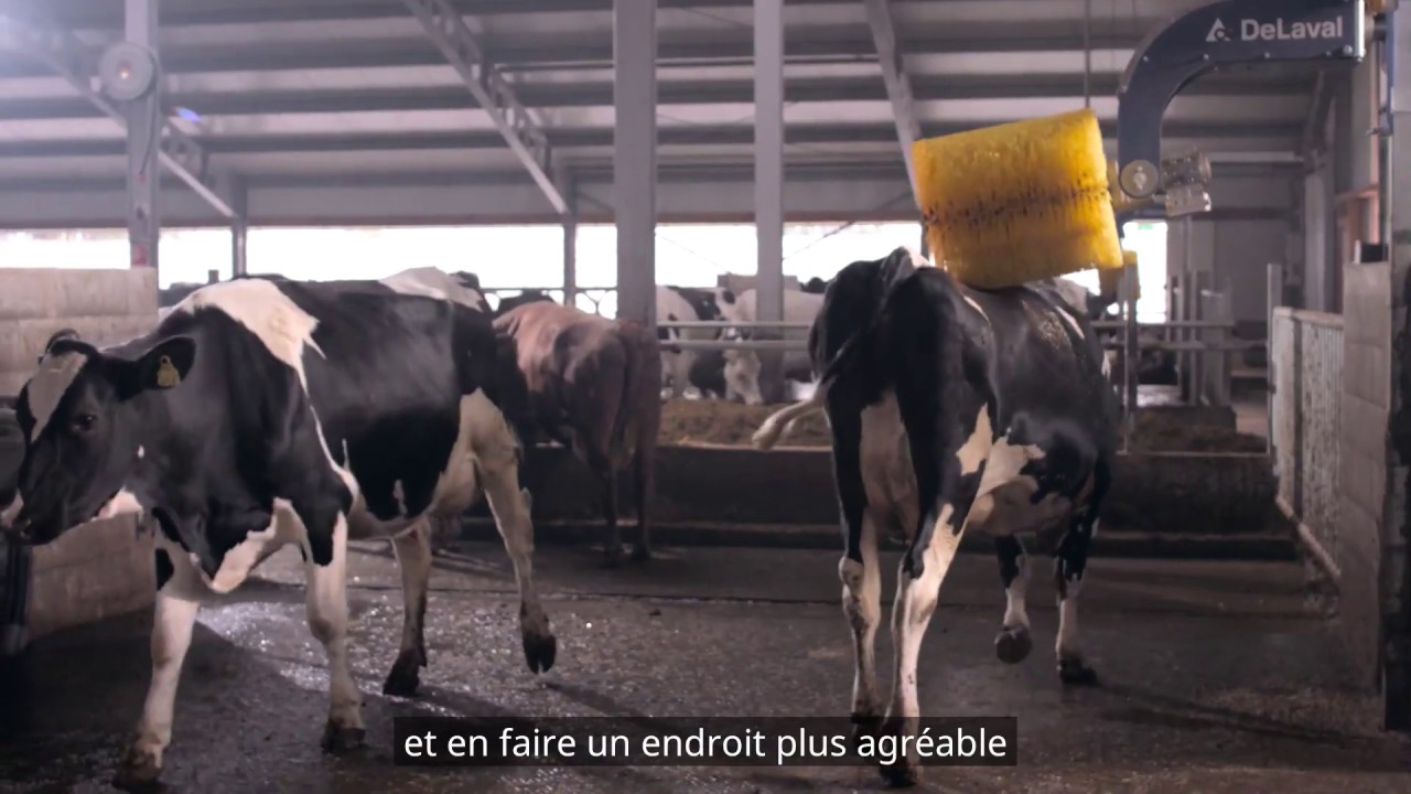 La longévité de la vache, une priorité pour nous aussi ! - YouTube