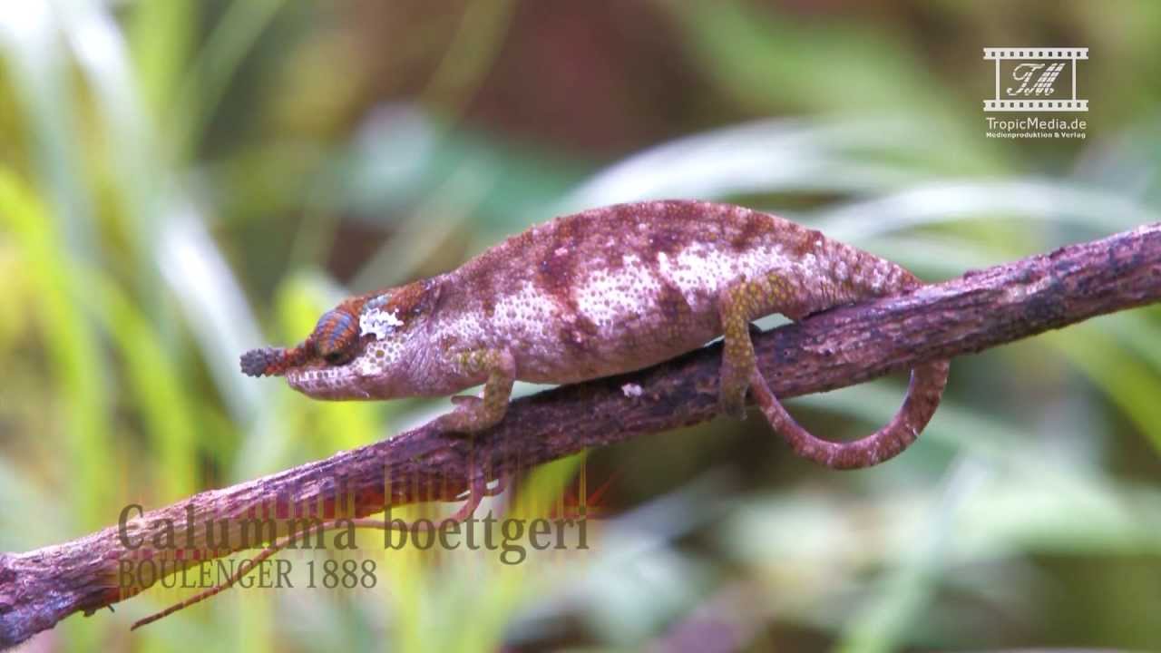 Calumma boettgeri (Boulenger 1888) - YouTube