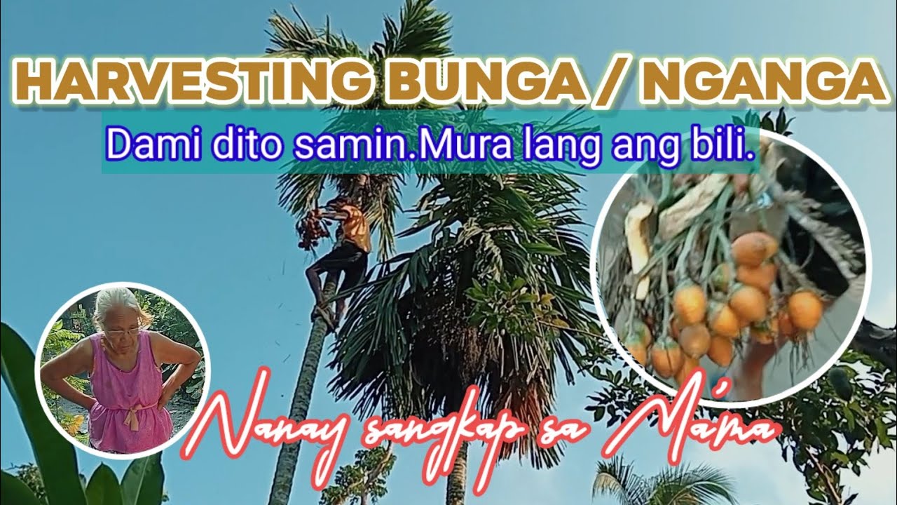 Binili ang bunga/nganga ni Nanay, sya na rin ang nagharvest nito. - YouTube